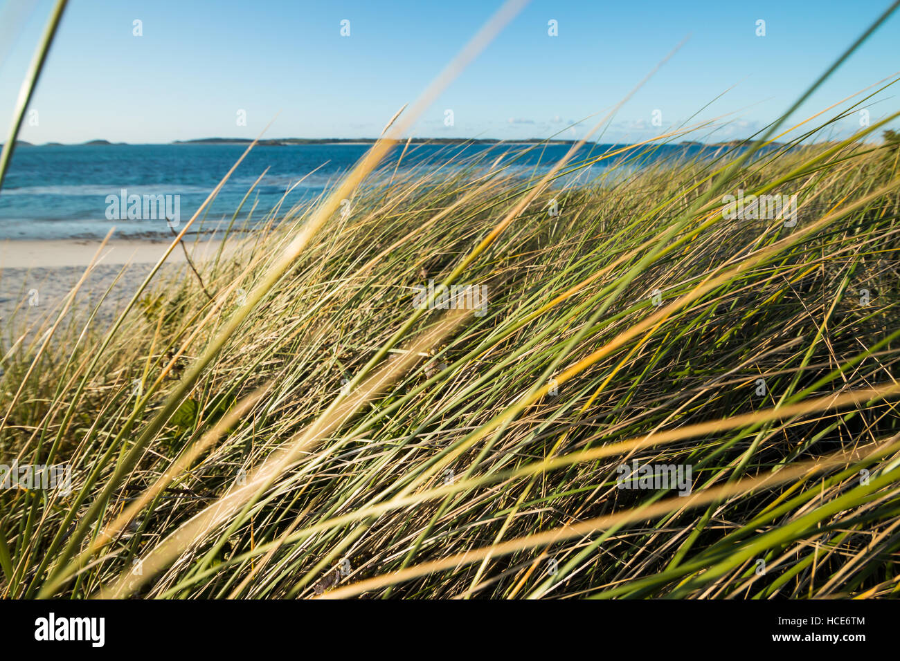 Marram grass Ammophila arenaria, on the dunes of Bar Point, St Mary's ...