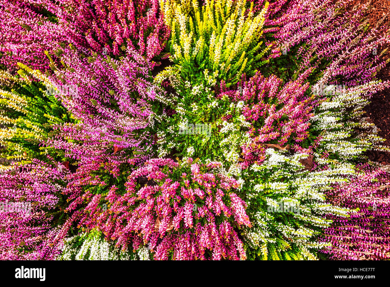 Heather flower hi-res stock photography and images - Alamy