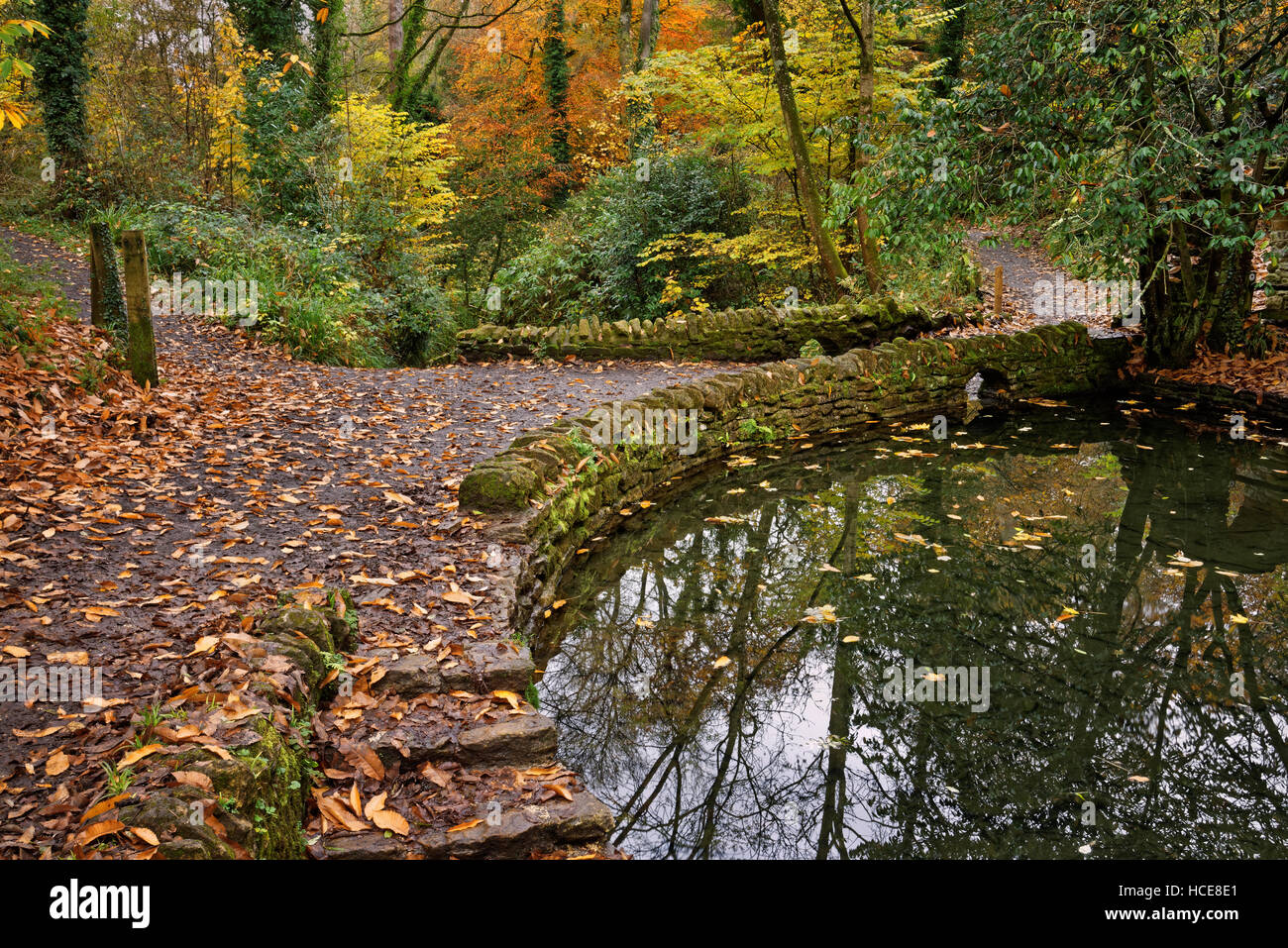 UK, Somerset, Yeovil, Yeovil Country Park, Ninesprings Pond and ...