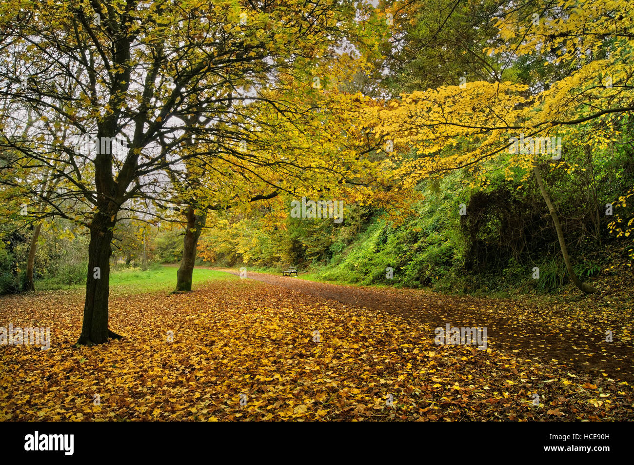 UK, Somerset, Yeovil, Yeovil Country Park, Riverside Walk with Footpath ...
