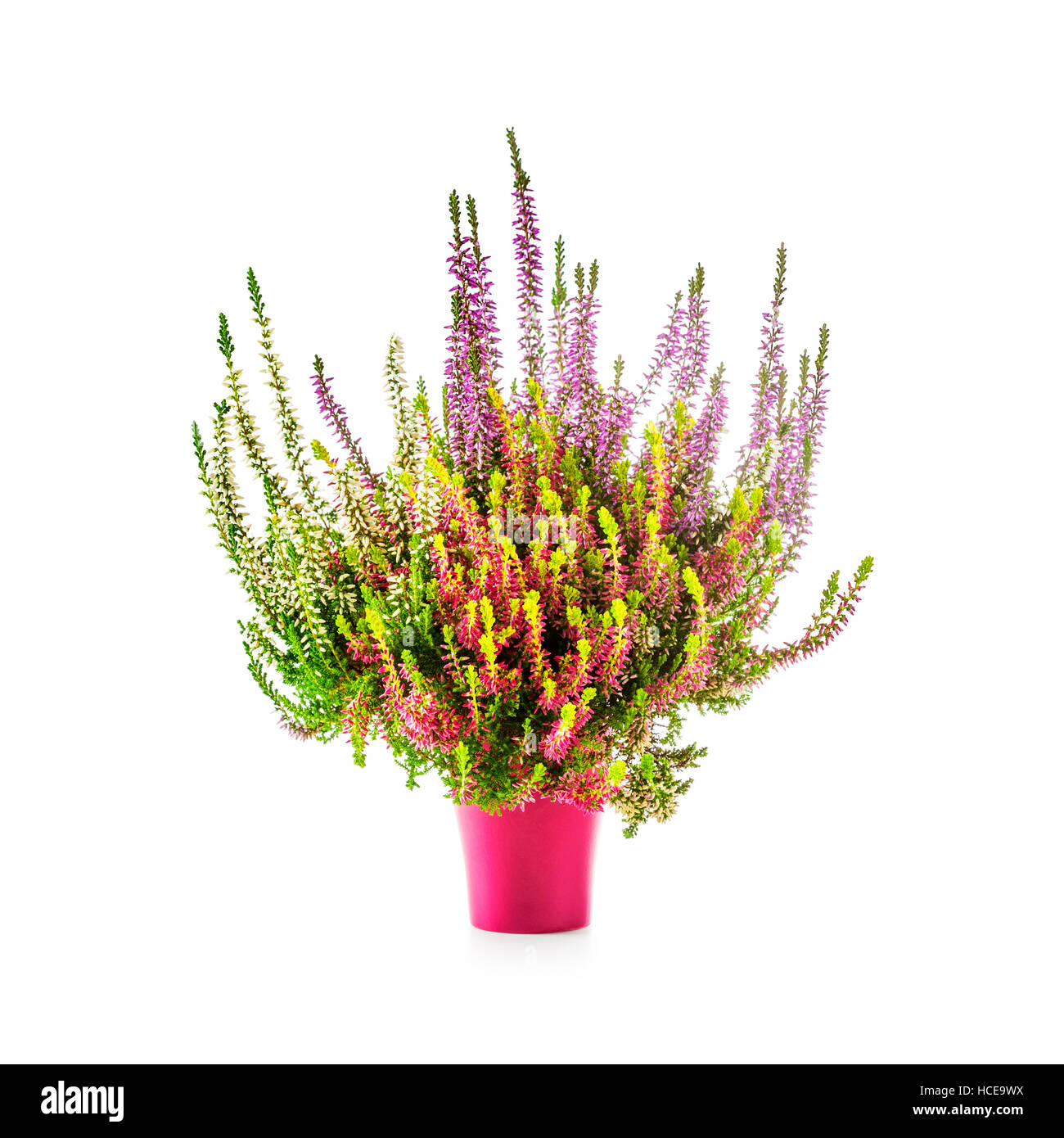 Heather bunch hi-res stock photography and images - Alamy