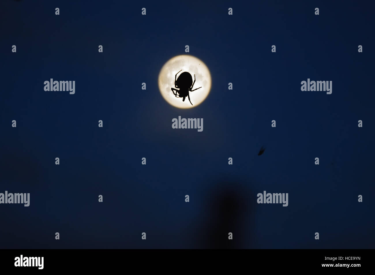 spider against the full moon Stock Photo - Alamy