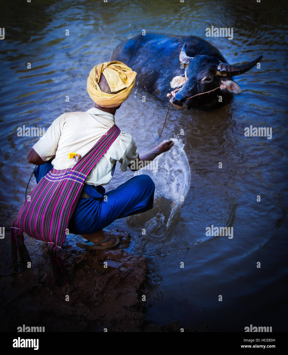 Burmese man washing buffalo in river Stock Photo - Alamy