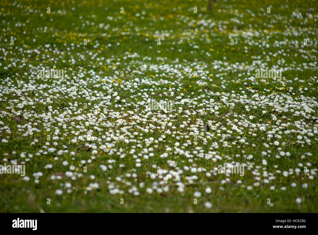 Flower Feild High Resolution Stock Photography and Images - Alamy