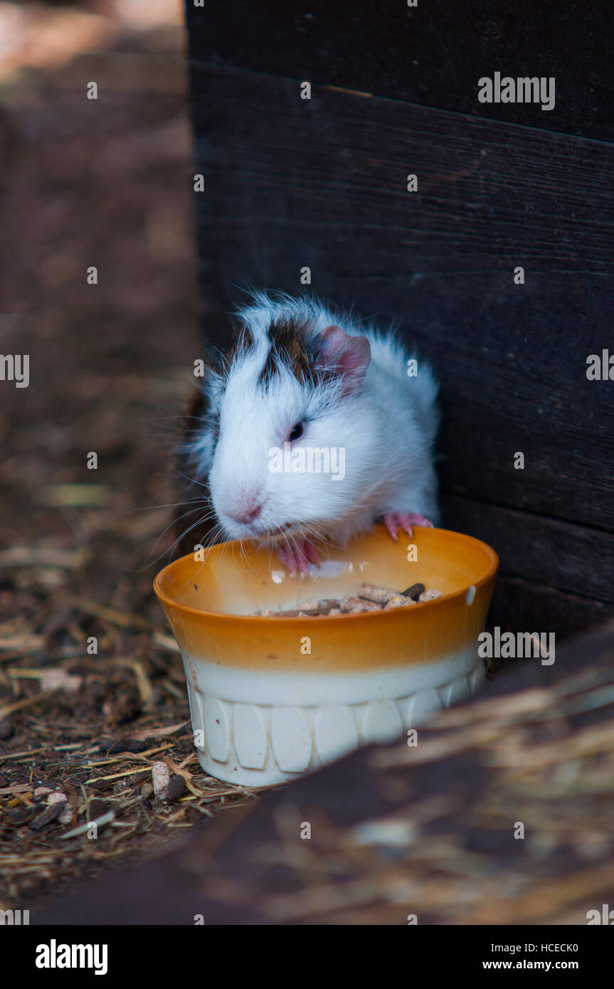 Close up on Guinea pig eating from a plate Stock Photo - Alamy