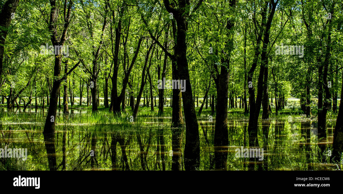 Green mirror hi-res stock photography and images - Alamy
