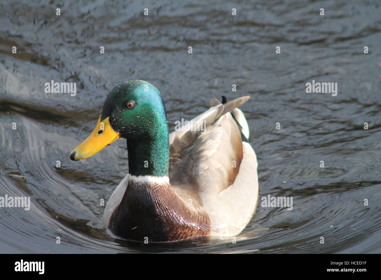 Duck on water Stock Photo - Alamy