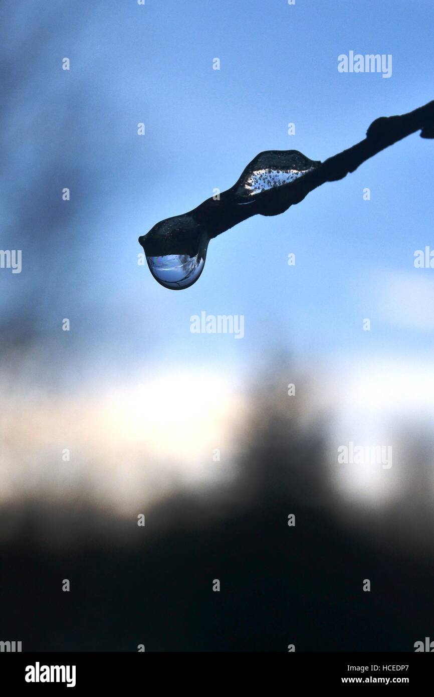 An ice drop melting and dripping off a branch Stock Photo - Alamy