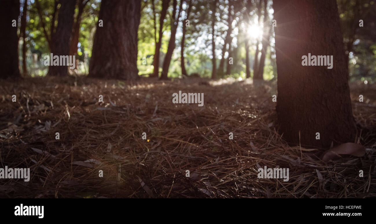 Sunlight through trees hi-res stock photography and images - Alamy