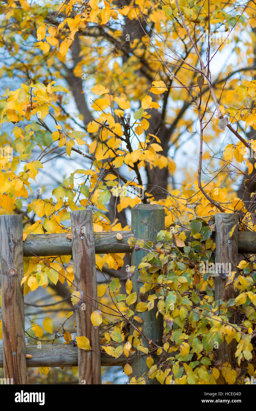 Wooden fence on a farm in autumn Stock Photo - Alamy