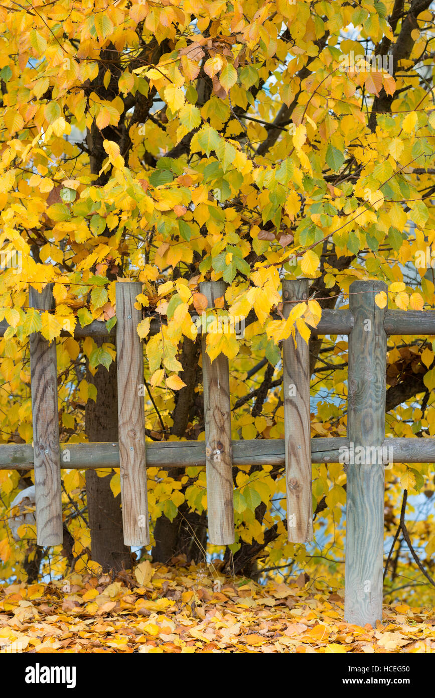 Wooden fence on a farm in autumn Stock Photo - Alamy