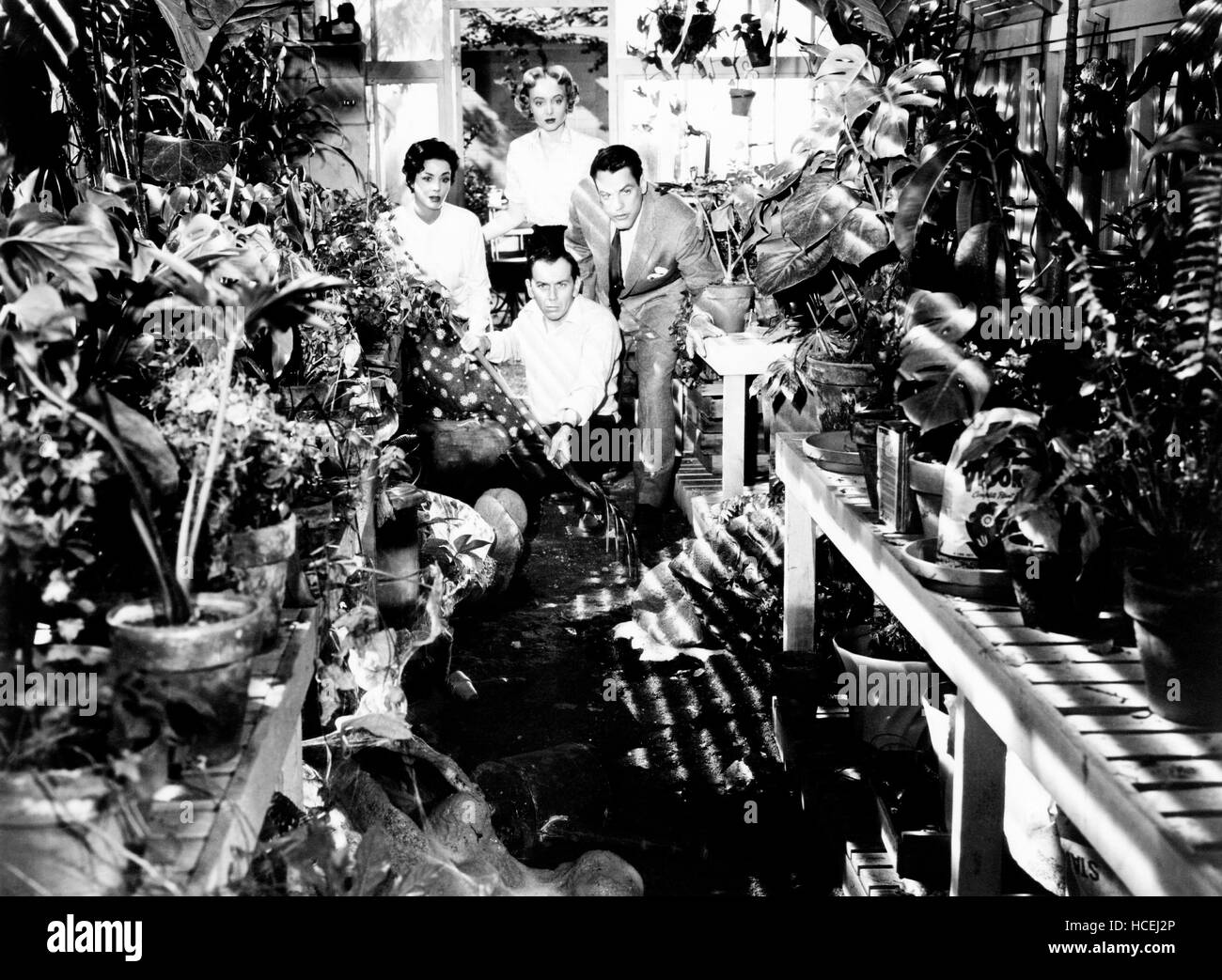 INVASION OF THE BODY SNATCHERS, King donovan 9front), Dana Wynter (left ...