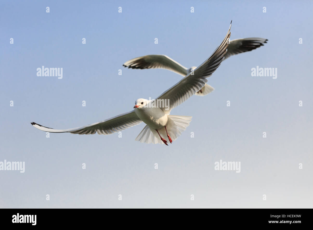 Two black-headed Gull are flying in the sky Stock Photo - Alamy
