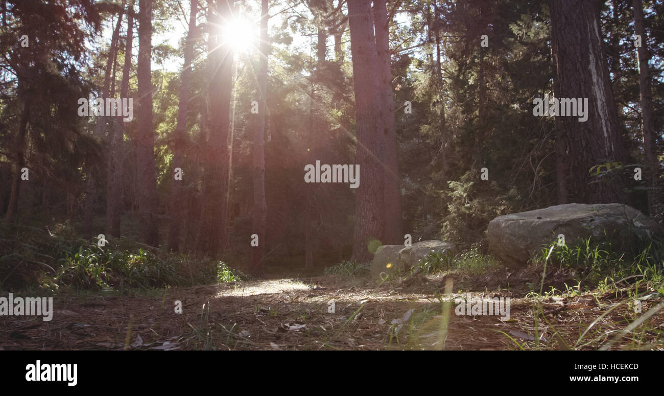 Sunlight through trees hi-res stock photography and images - Alamy