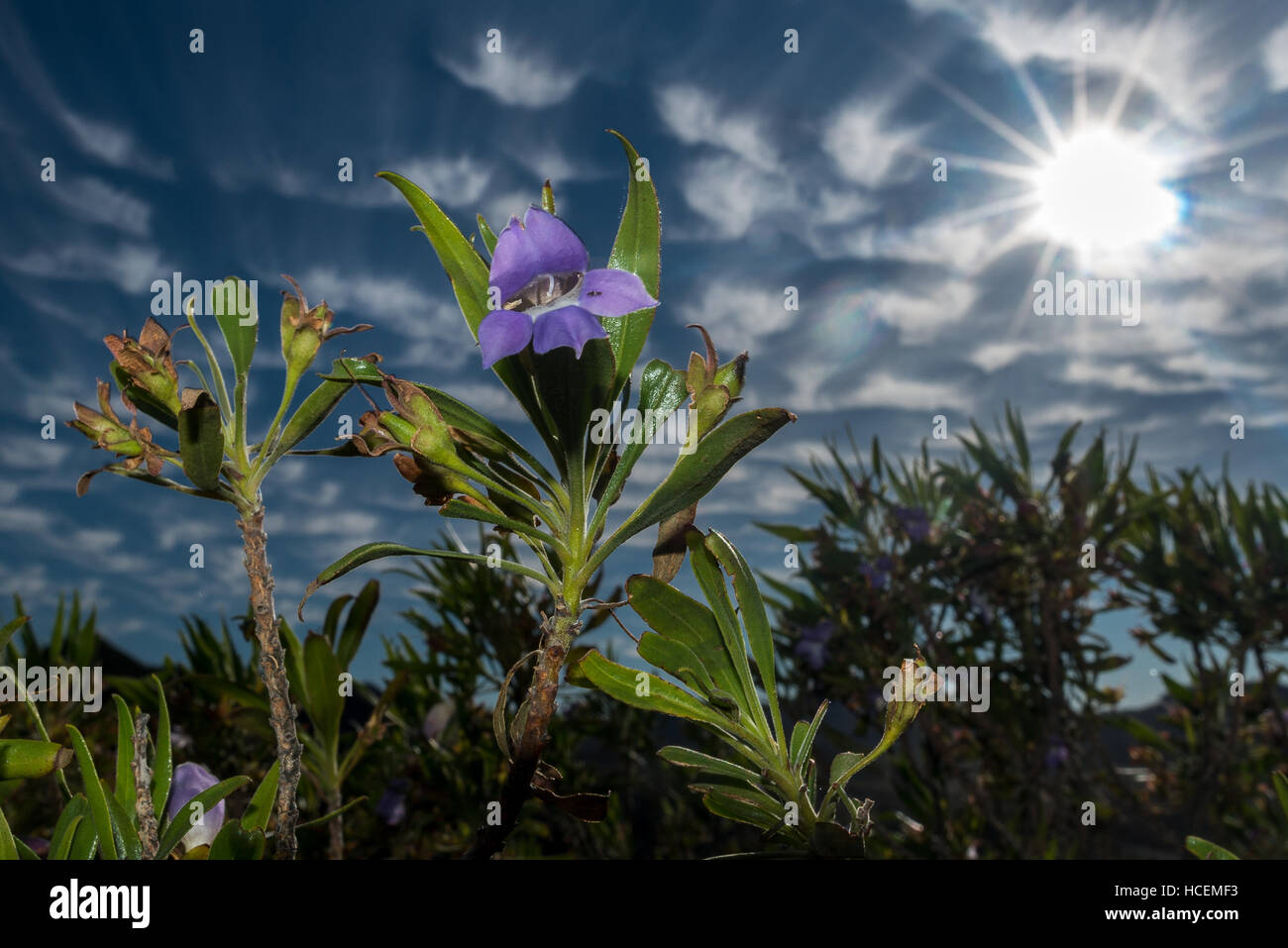wild flowers blooming at the Flinders Ranges South Australia, some ...