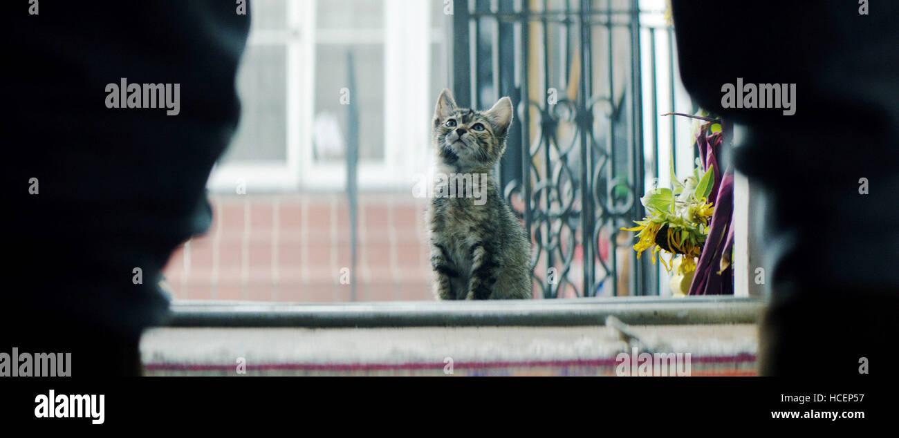 KEANU, Keanu the cat, 2016./ © Warner Bros. / courtesy Everett ...