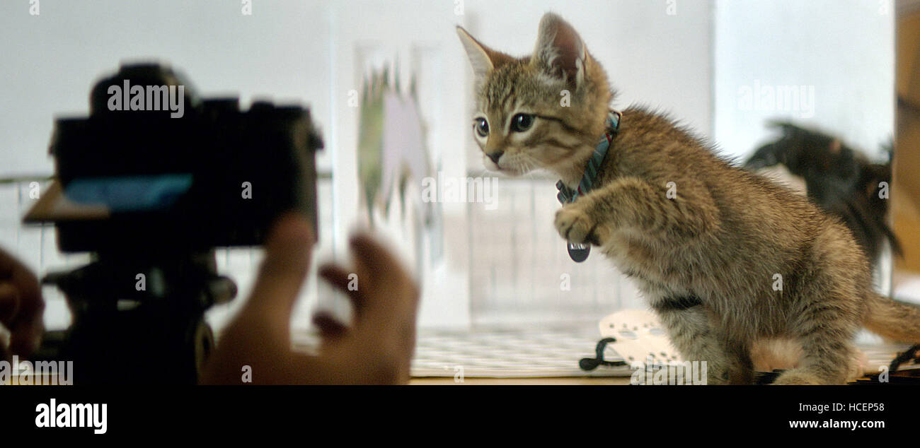KEANU, Keanu the cat, 2016./ © Warner Bros. / courtesy Everett ...