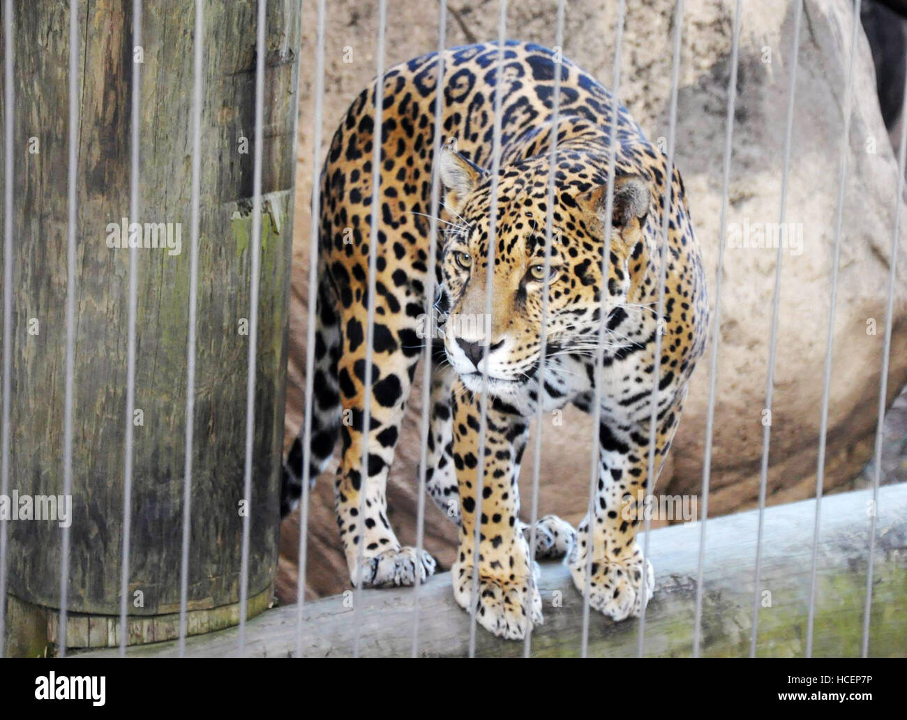 THE KEEPERS, leopard at the Memphis Zoo, 2015 Stock Photo - Alamy
