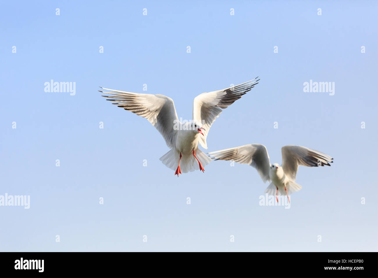 Two black-headed Gull are flying in the sky Stock Photo - Alamy
