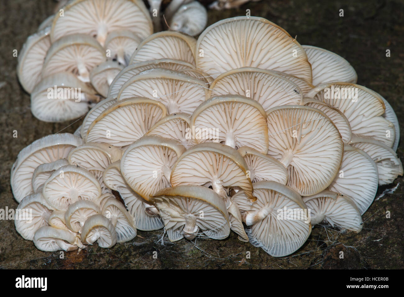 Porcelain mushroom hi-res stock photography and images - Alamy