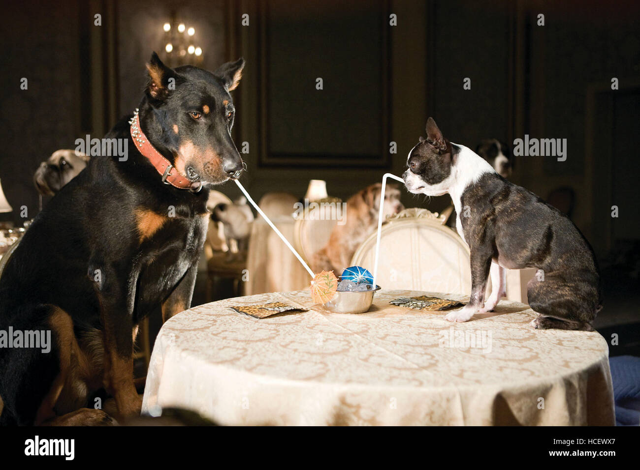 HOTEL FOR DOGS, 2008. ©DreamWorks/courtesy Everett Collection Stock ...