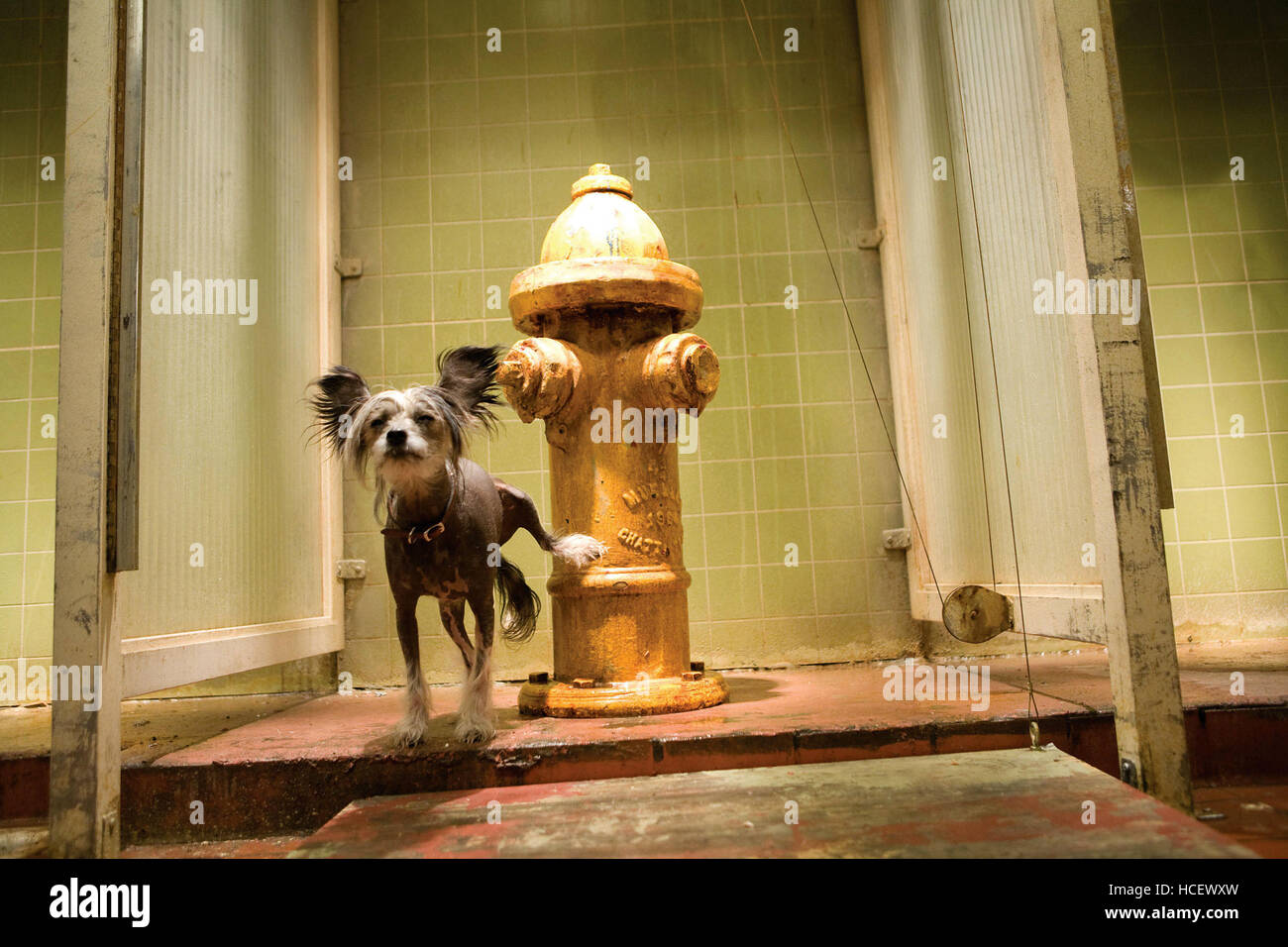 HOTEL FOR DOGS, 2008. ©DreamWorks/courtesy Everett Collection Stock ...