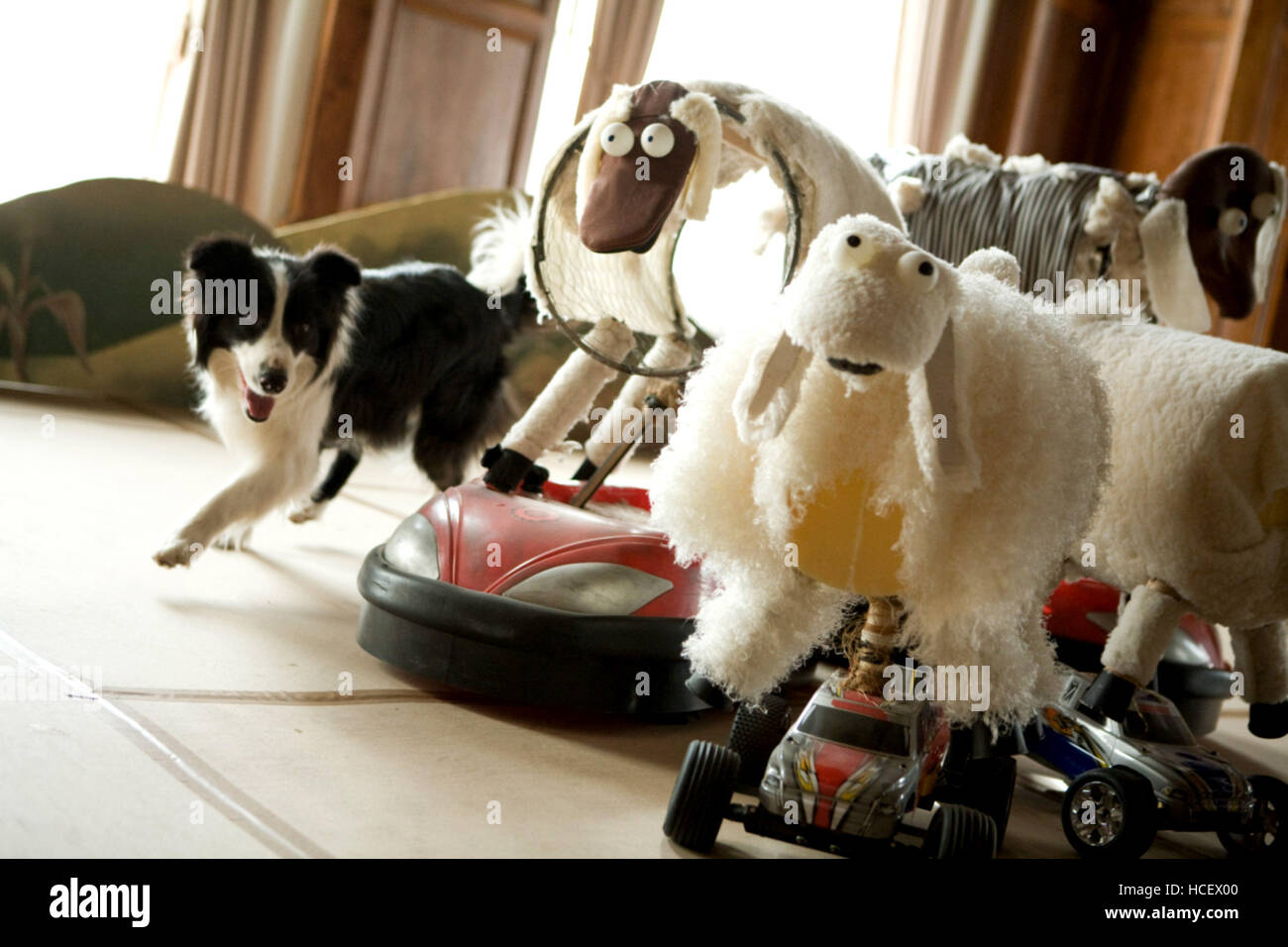 HOTEL FOR DOGS, Shep the border collie, 2008. ©DreamWorks/courtesy ...