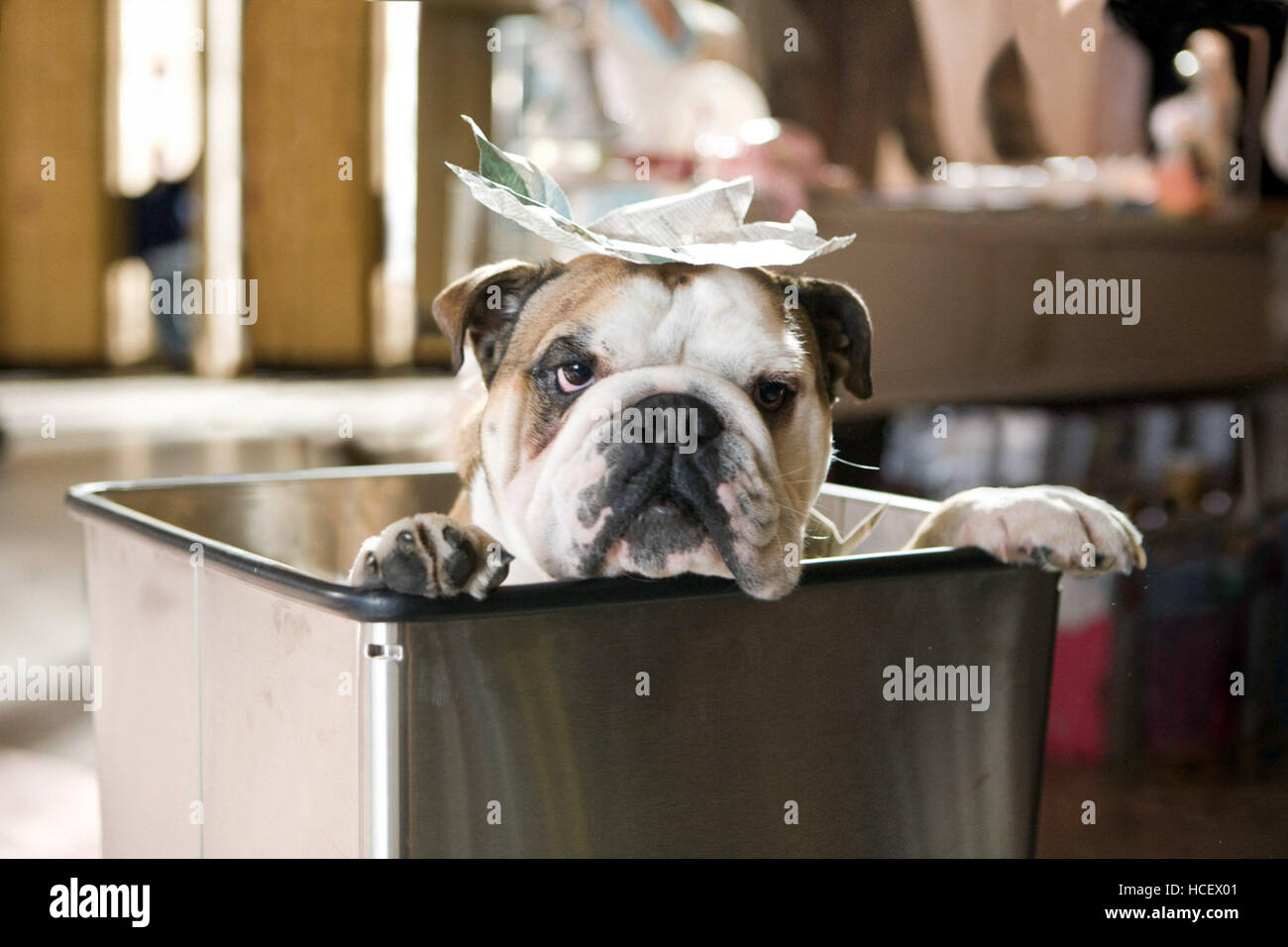 HOTEL FOR DOGS, Cooper the bulldog, 2008. ©DreamWorks/courtesy Everett ...