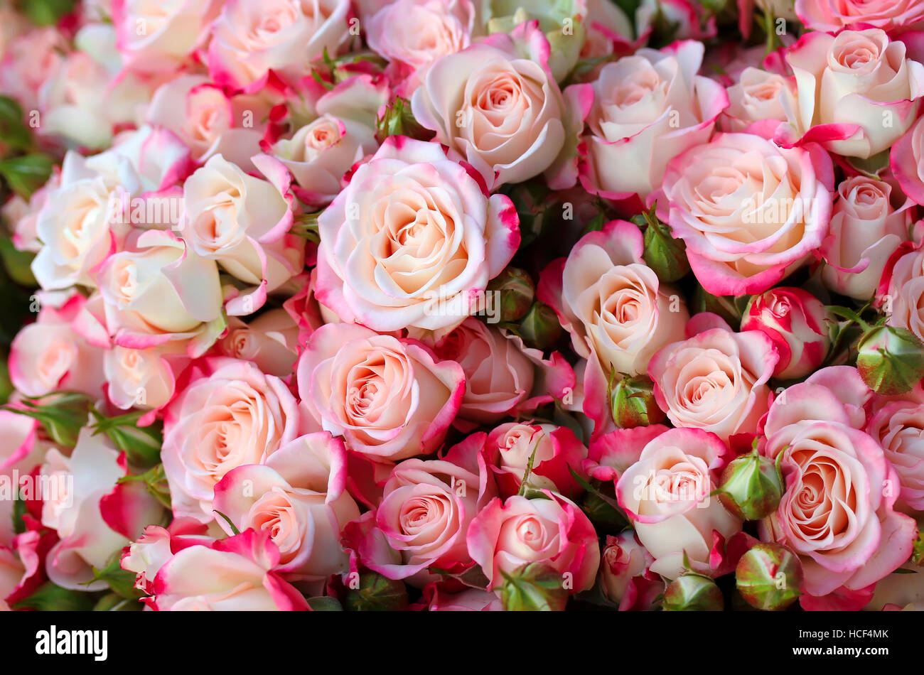 Roses background hi-res stock photography and images - Alamy