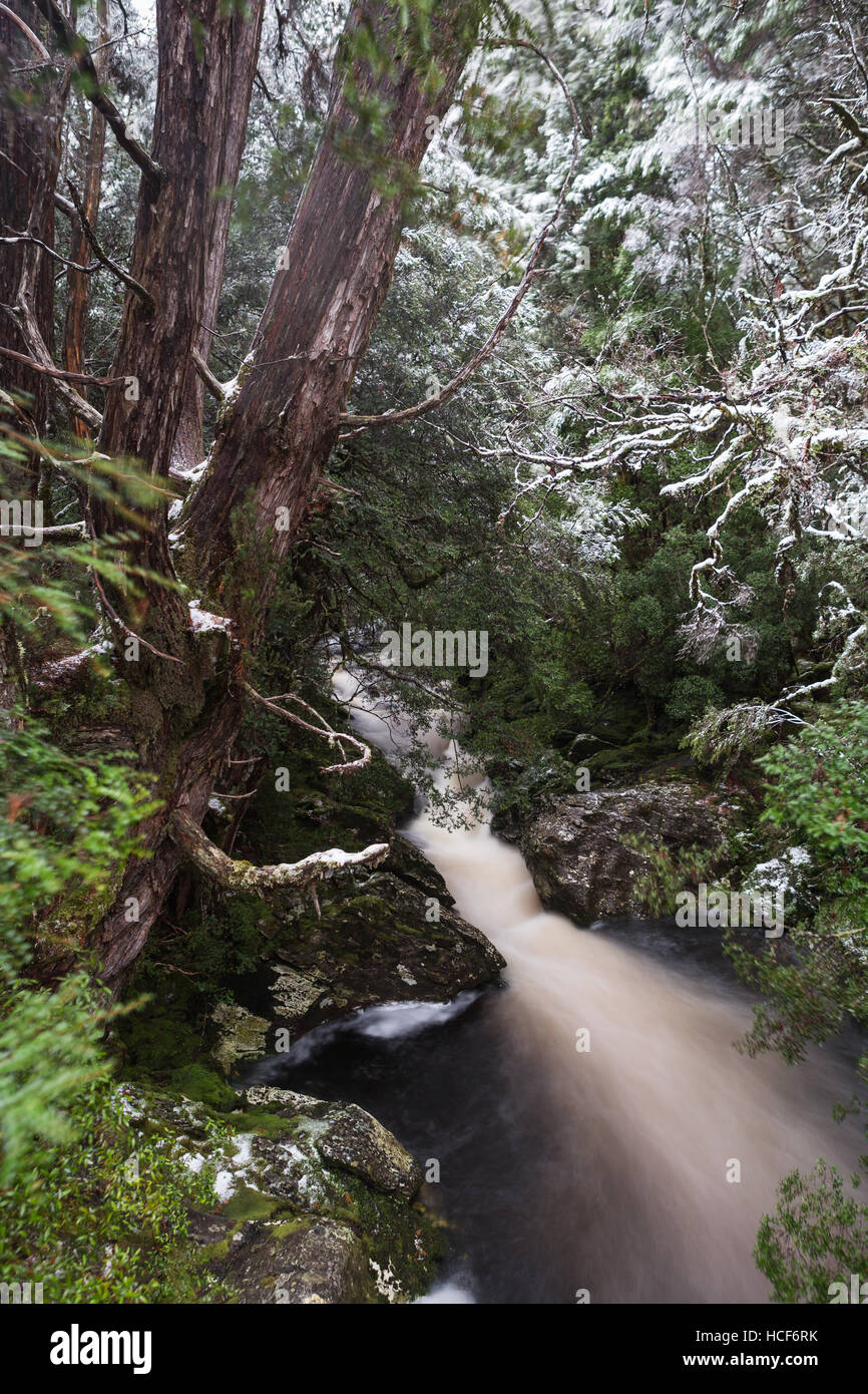 Forest stream along the Enchanted Walk in Cradle Mountain National Park ...