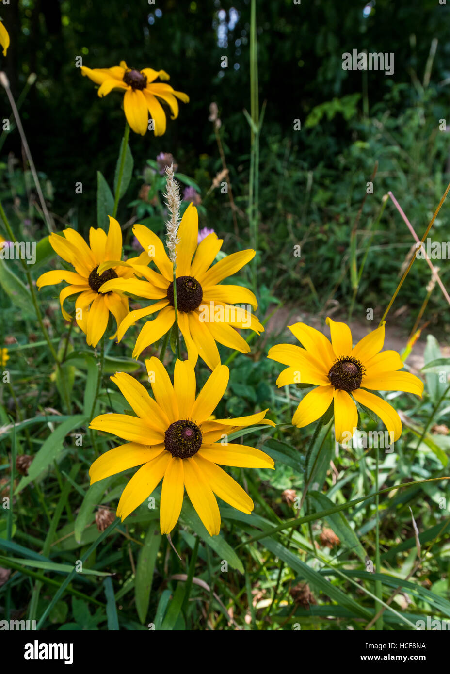 Black Eye Susan Wild Flowers Along Trail Vertical Stock Photo - Alamy