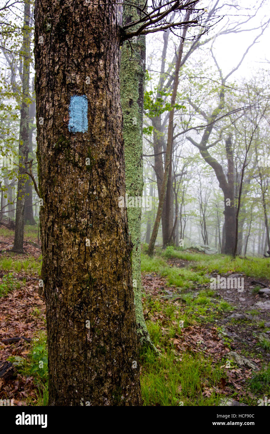 Blue Blaze on Wet Tree through Virginia forest Stock Photo - Alamy