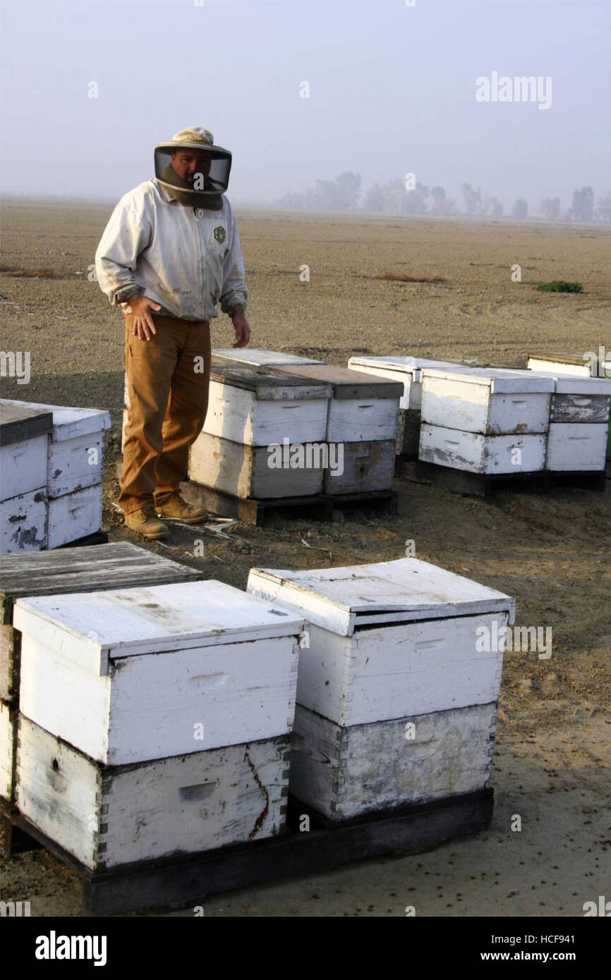 THE LAST BEEKEEPER, 2009 Stock Photo - Alamy