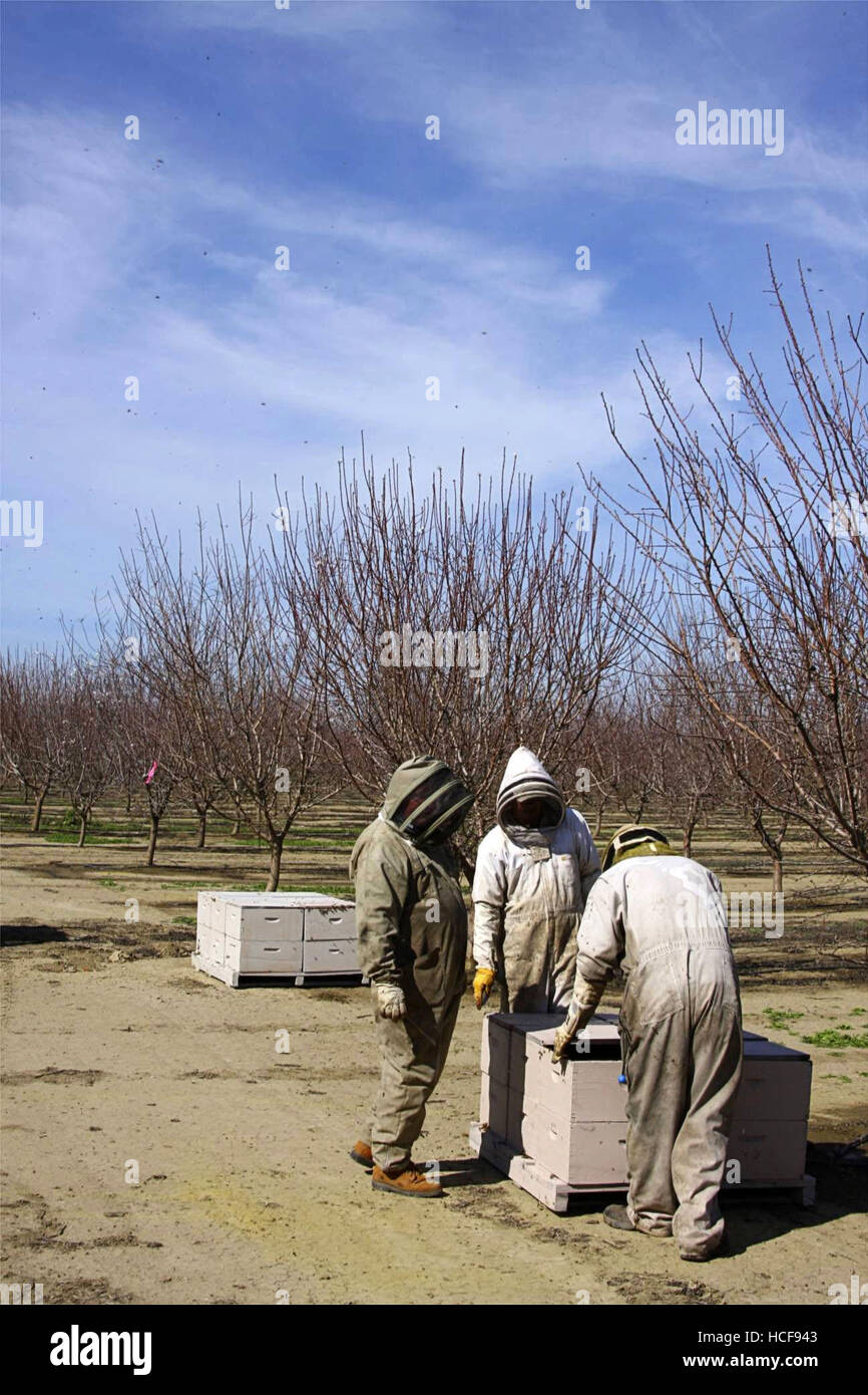 THE LAST BEEKEEPER, 2009 Stock Photo - Alamy