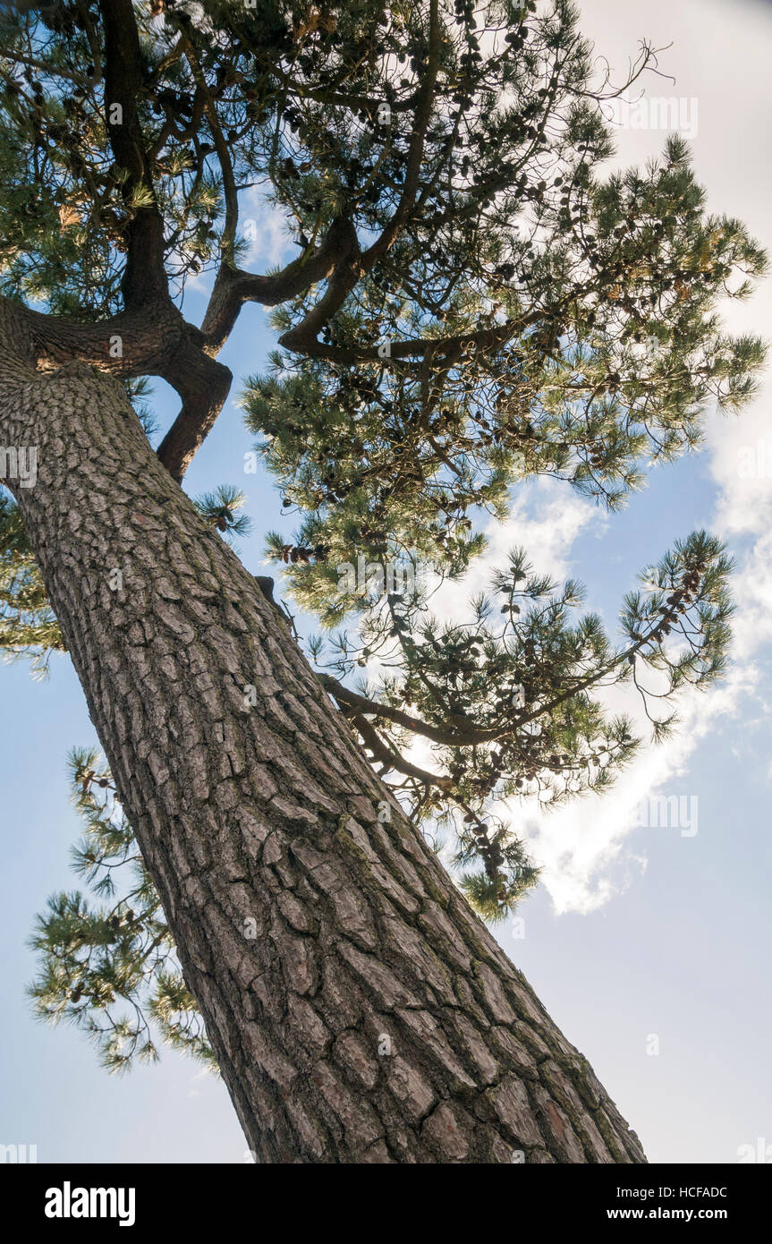 View up the trunk of a tall pine tree with blue sky Stock Photo - Alamy