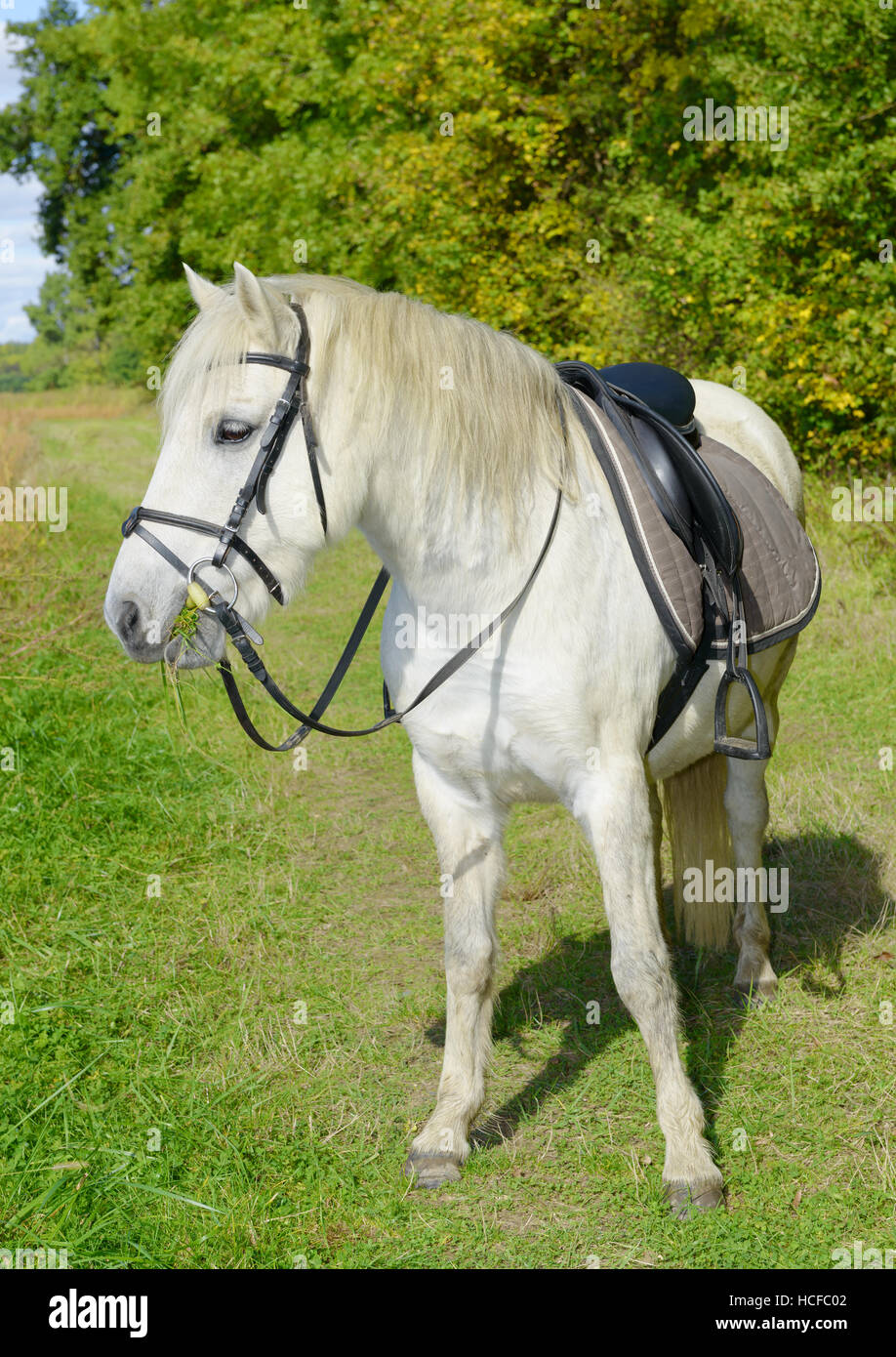beautiful little white horse in the nature Stock Photo - Alamy