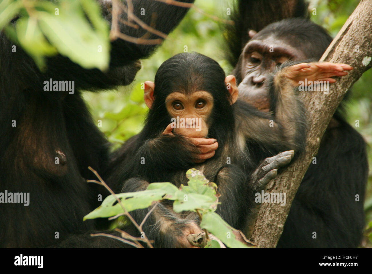 JANE'S JOURNEY, 2010. ©Animal Planet/Courtesy Everett Collection Stock ...