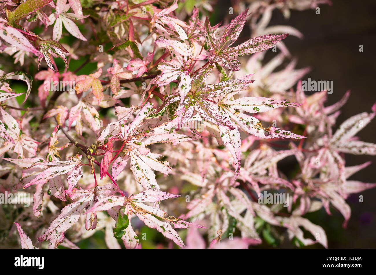Japanese maple ukigumo hi-res stock photography and images - Alamy