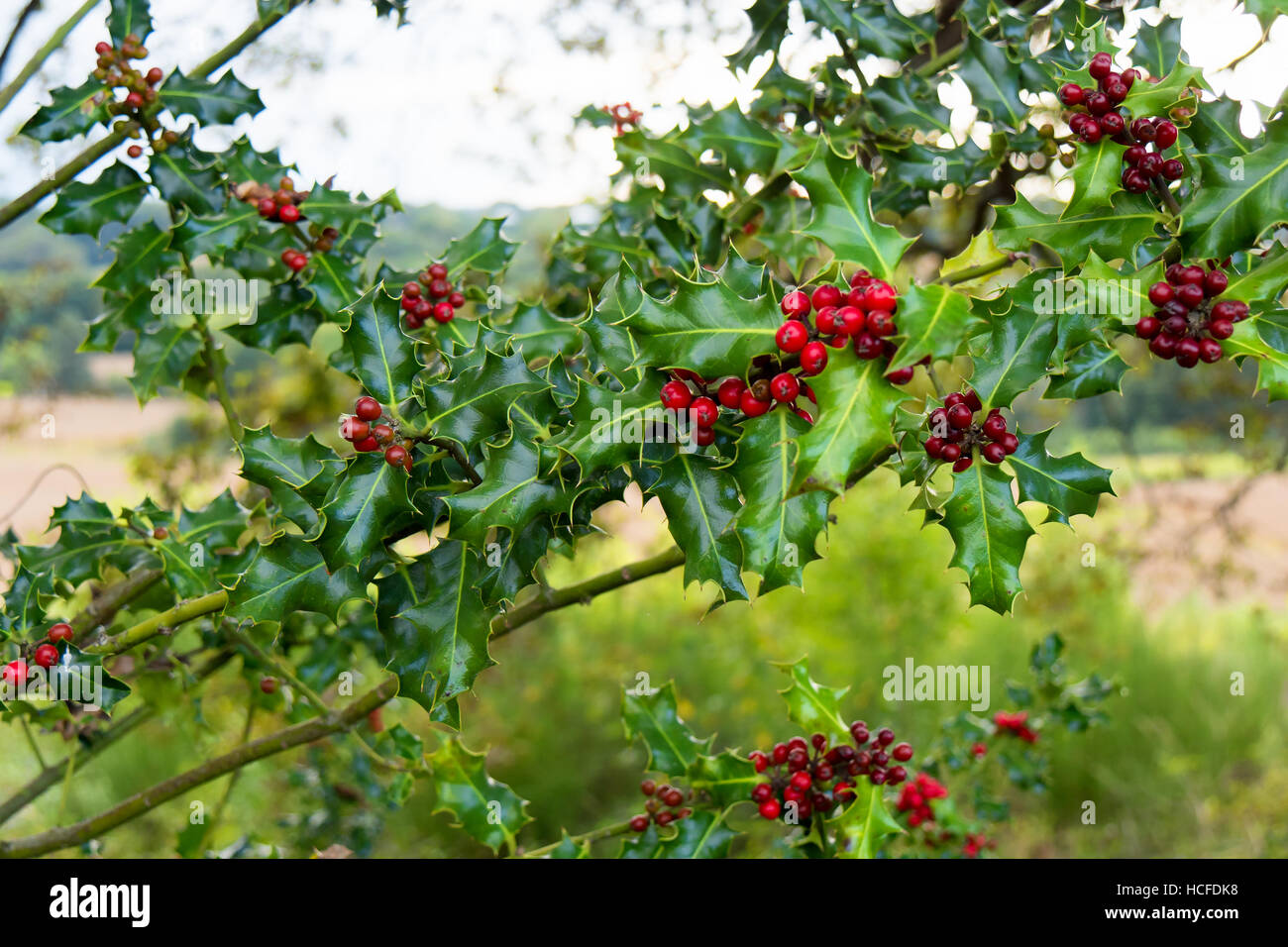 Branches of holly in the countryside Stock Photo - Alamy