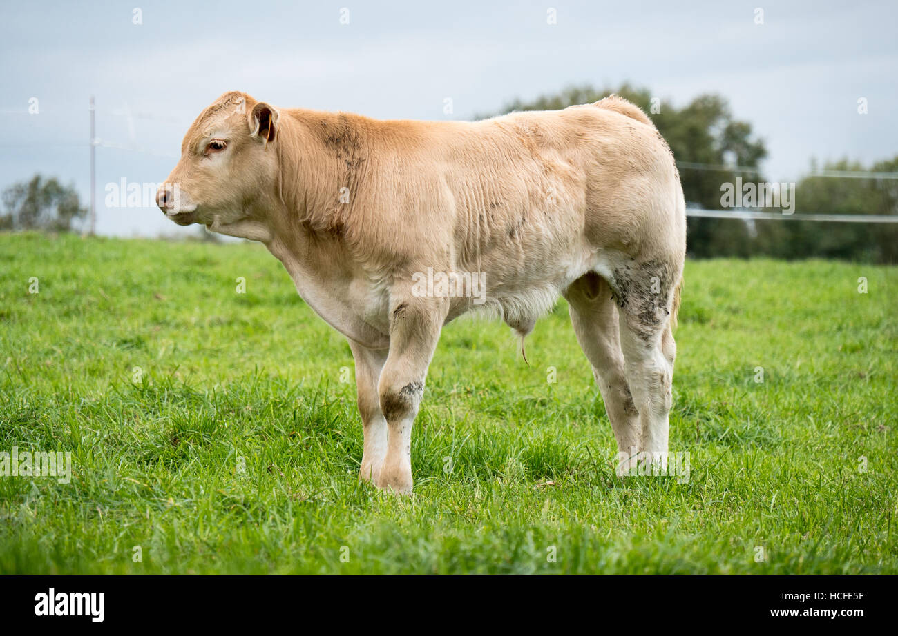 little calf in the middle of the meadow Stock Photo - Alamy