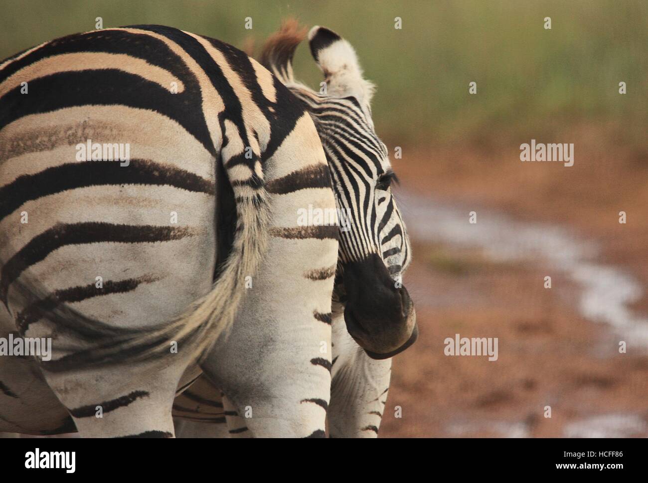 Zebra mother baby hi-res stock photography and images - Alamy
