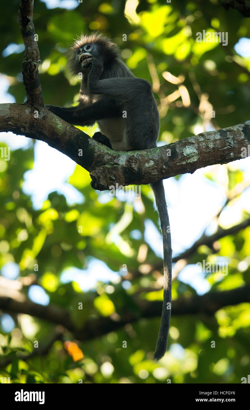 Phyr's leaf monkey or spectacled macaque or spectacled langur in the ...