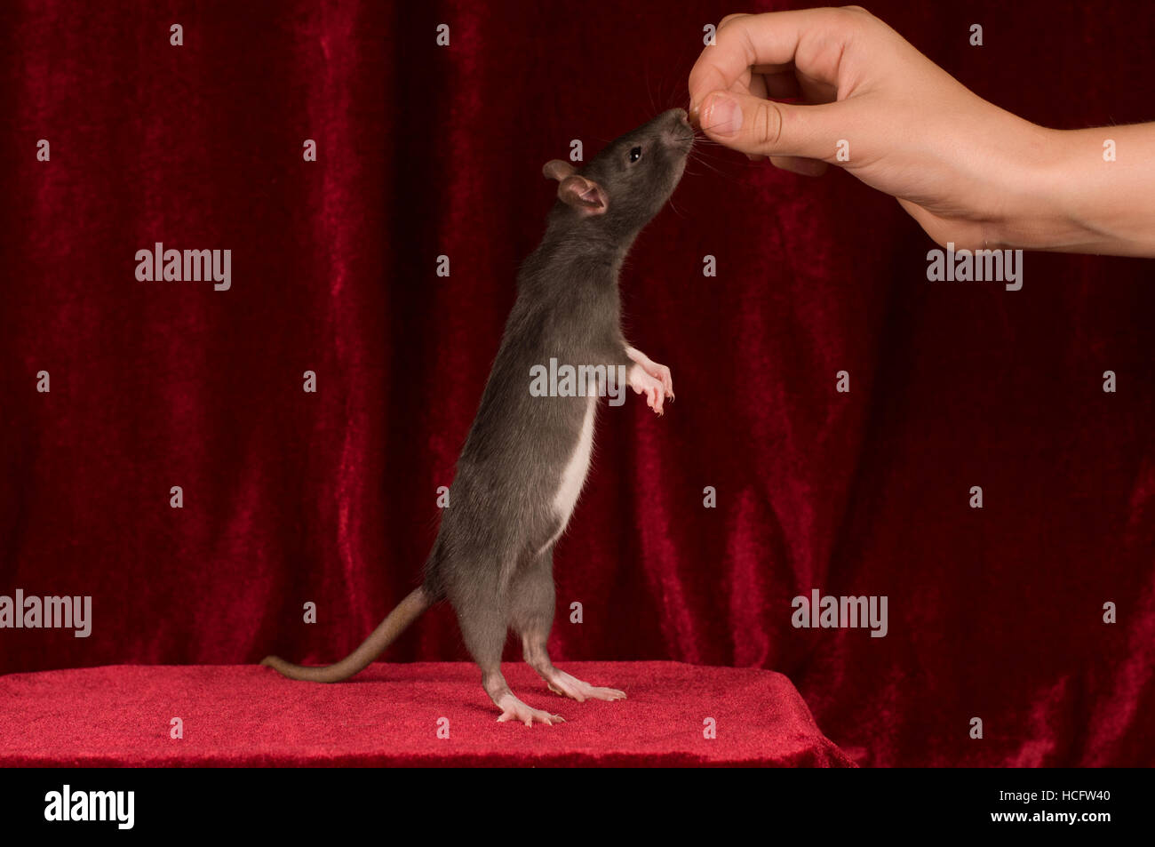 Grey rat stands on back legs and eats from hand on red velvet ...