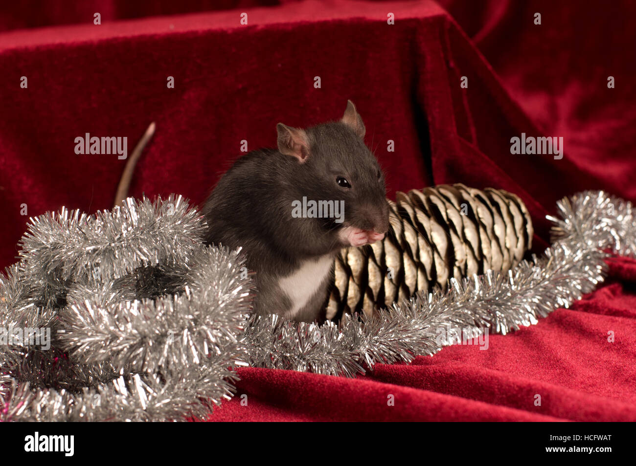 Grey Rat on red velvet background eating, hold food in hands Stock ...