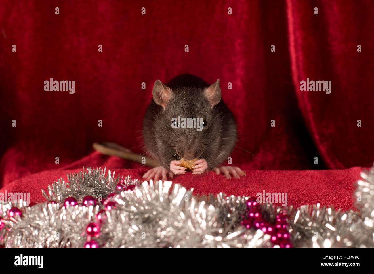 Grey Rat on red velvet background eating, hold food in hands Stock ...