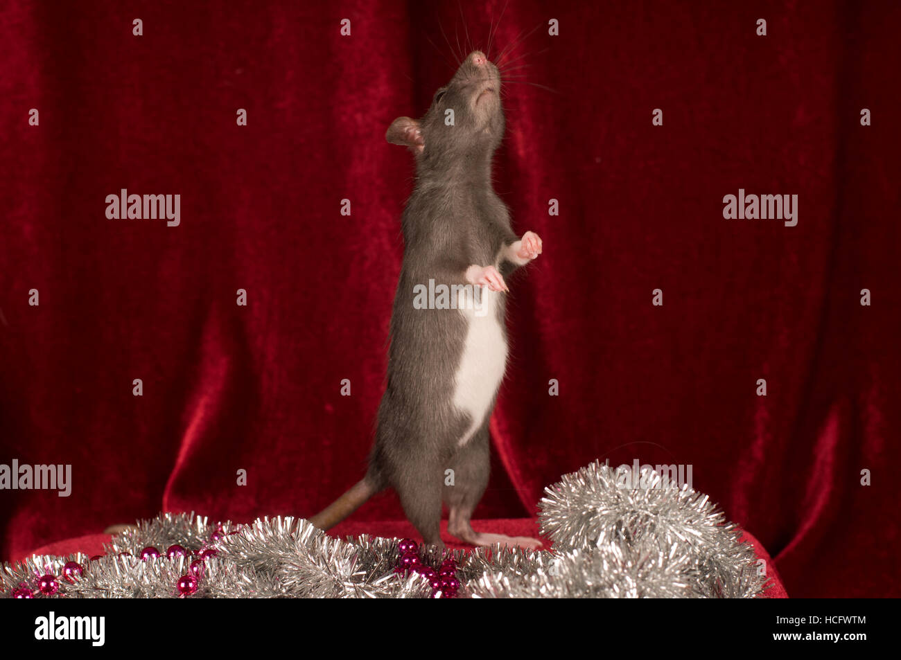 Rat on red velvet background stands on back legs and looks up Stock ...