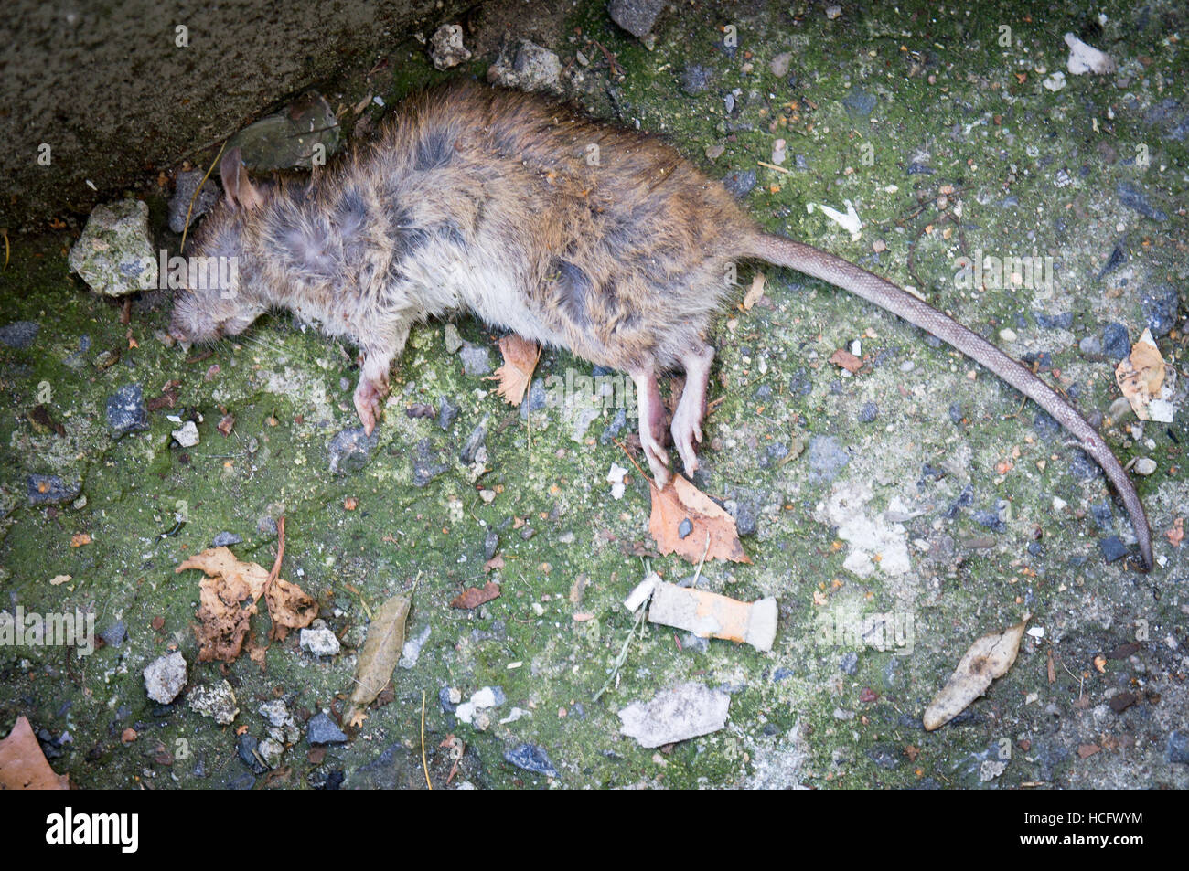 Rat rubbish hi-res stock photography and images - Alamy