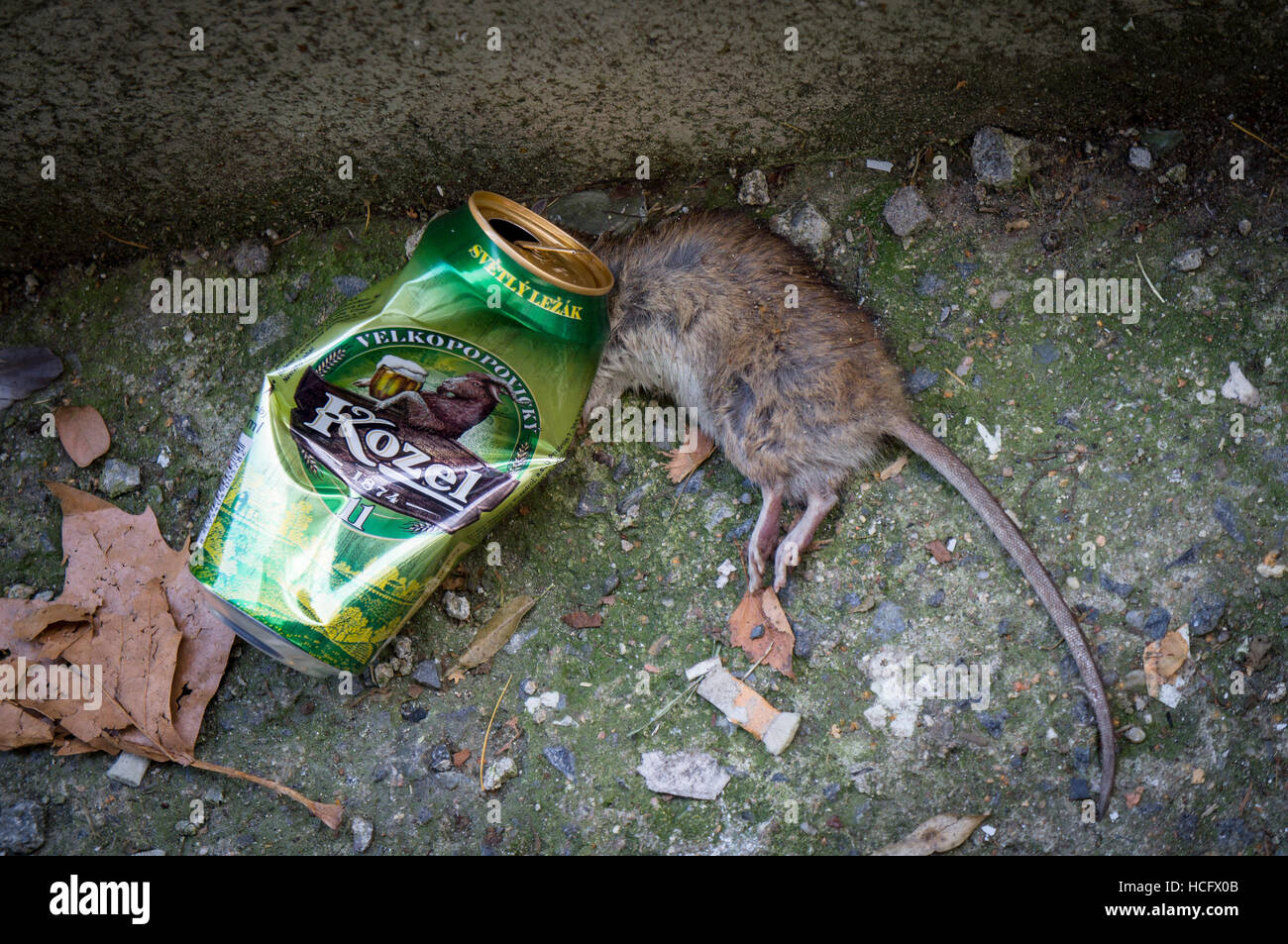 dead animal, Brown Rat, Rattus norvegicus, carcass, Kozel beer can, tin ...