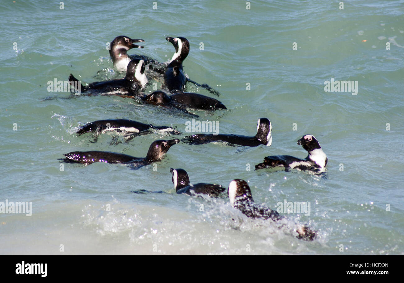 Penguins having fun Stock Photo - Alamy