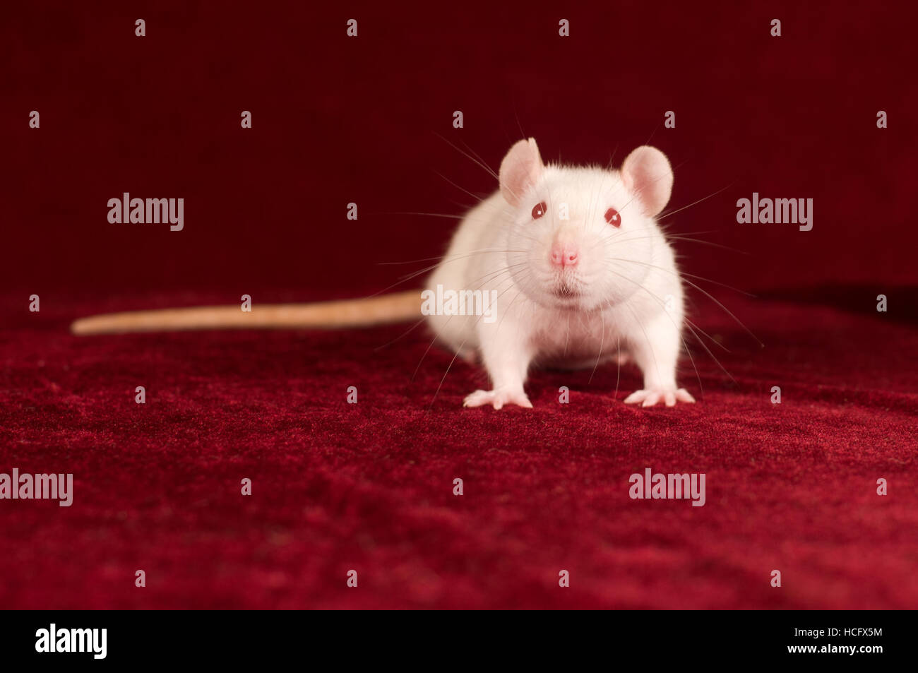 Front portrait of white rat on red velvet background Stock Photo - Alamy